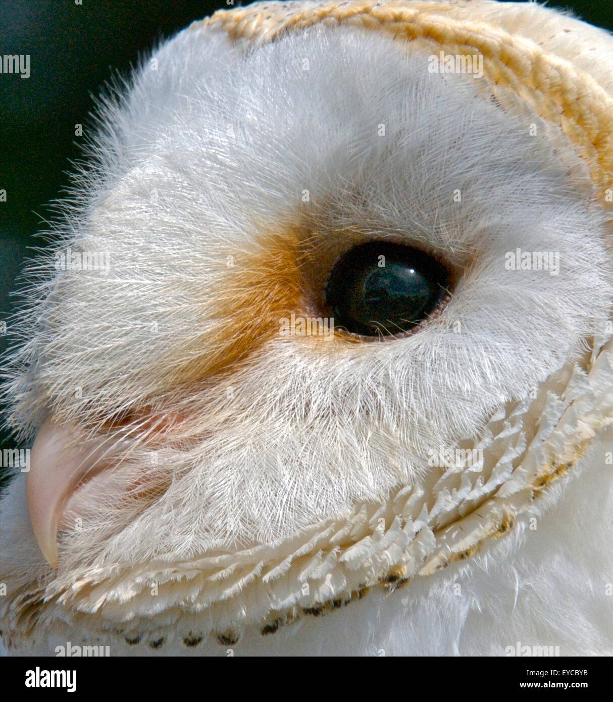 Birds' Eyes different eyes for different views of the world Stock Photo ...
