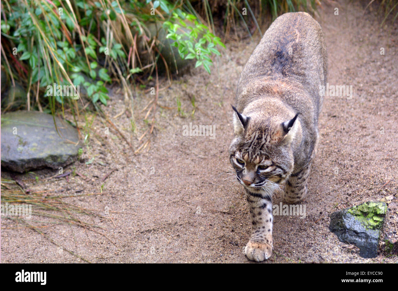 Bobcat Hunting Stock Photos & Bobcat Hunting Stock Images - Alamy