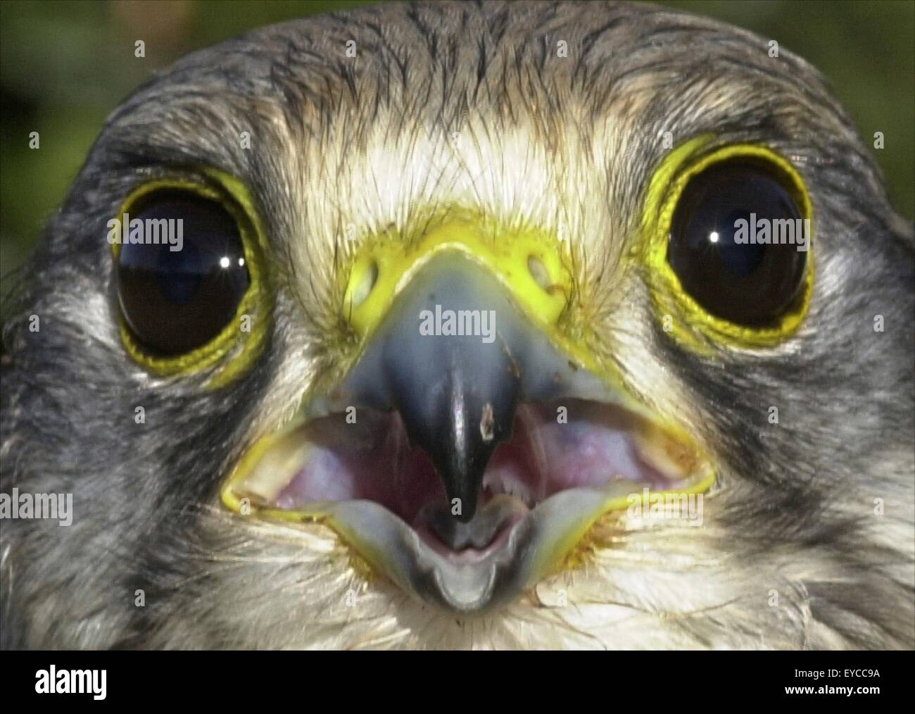 Birds' Eyes different eyes for different views of the world Stock Photo ...