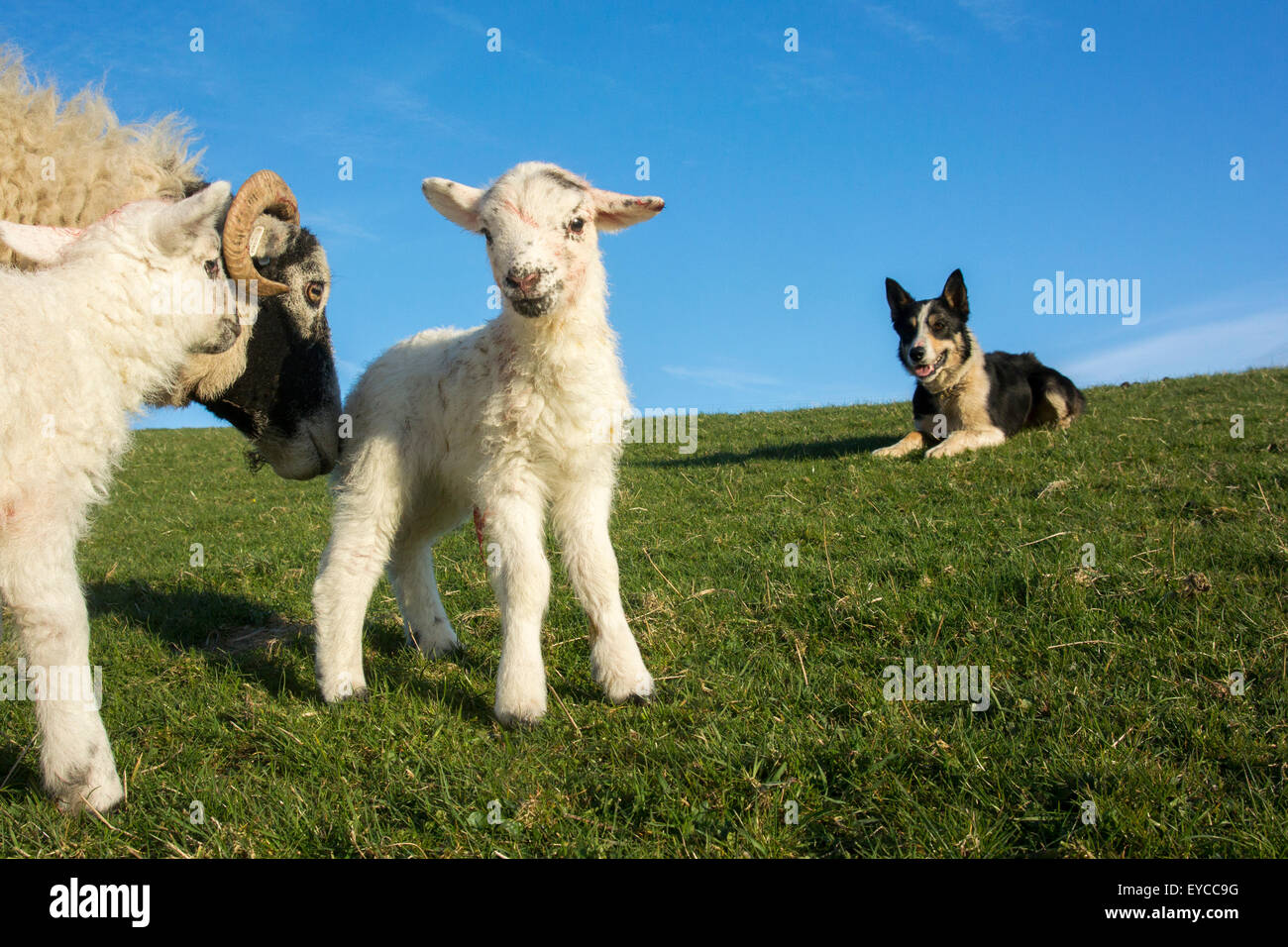Watching sheep hi-res stock photography and images - Alamy