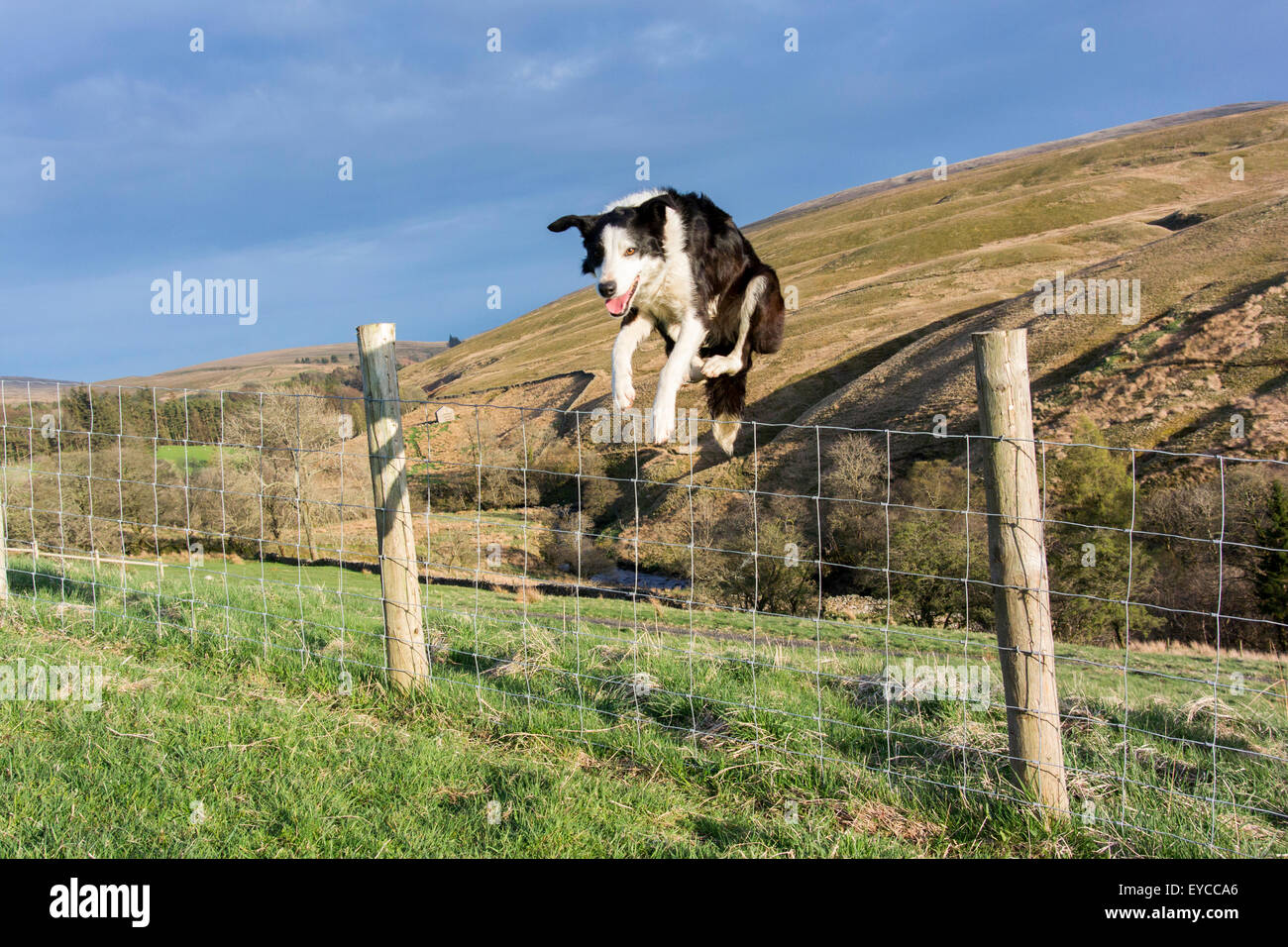 Animal jumping fence hi-res stock photography and images - Alamy