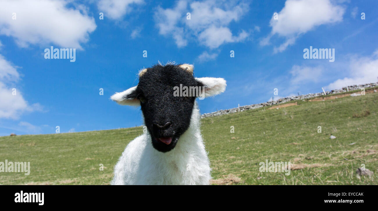 Young swaledale lamb in spring. Cumbria, UK Stock Photo - Alamy