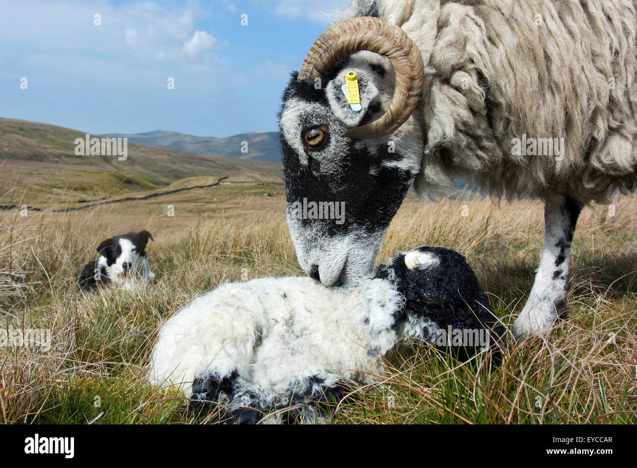 Animal sheepdog hi-res stock photography and images - Alamy
