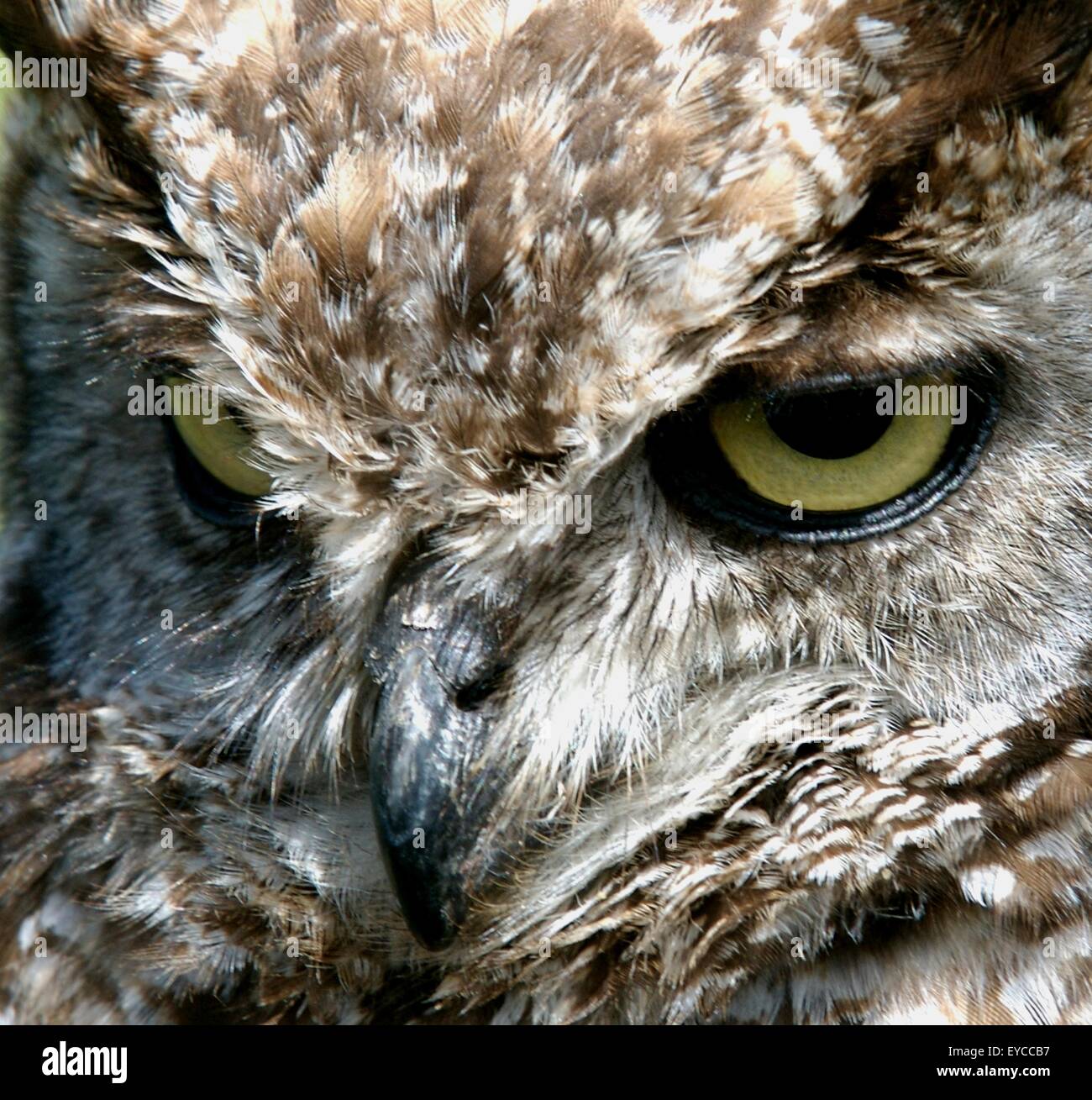 Birds' Eyes different eyes for different views of the world Stock Photo ...