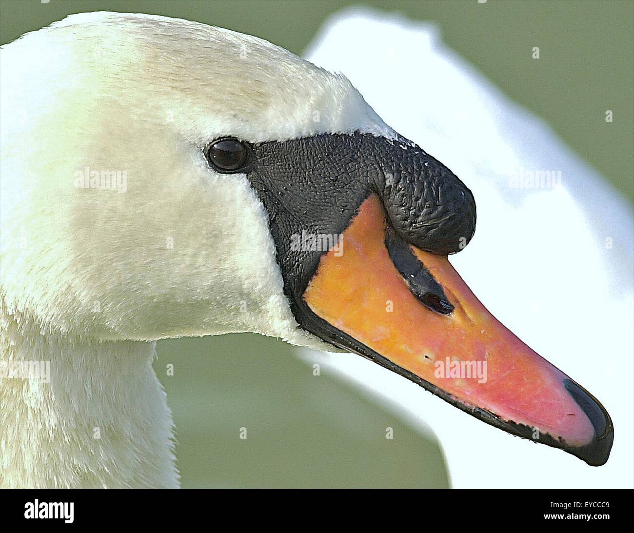 Birds' Eyes - different eyes for different views of the world Stock ...