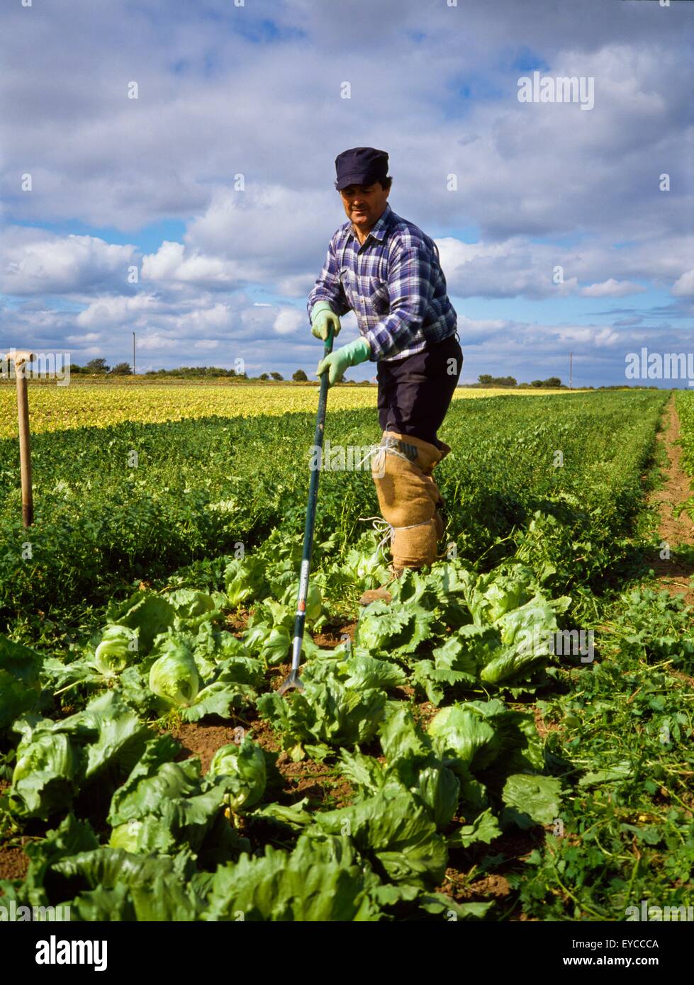 Workers Hoeing A Garden