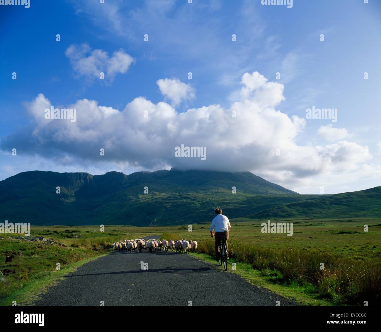 Sheep Farmer At Delphi, Co Mayo, Ireland Stock Photo - Alamy