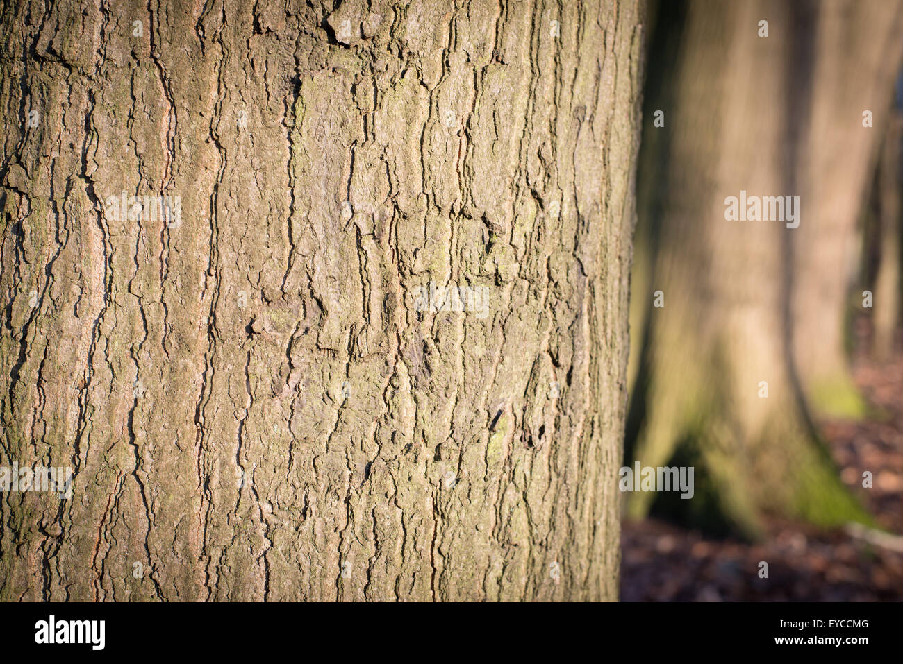 American red oak hi-res stock photography and images - Alamy