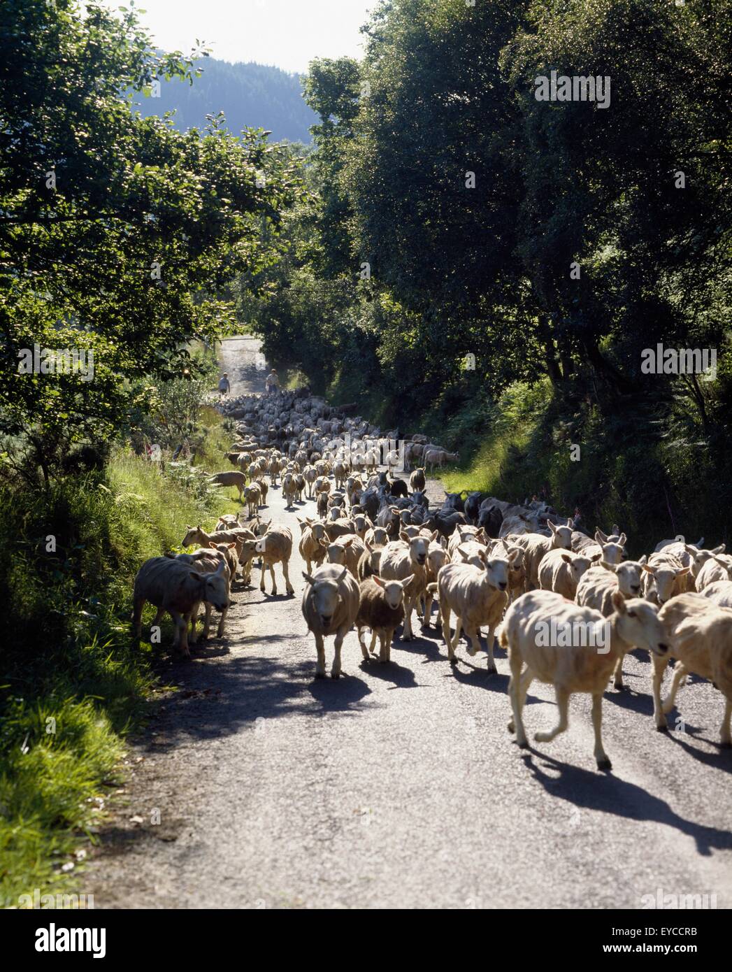 Sheep, Co Wicklow Stock Photo - Alamy