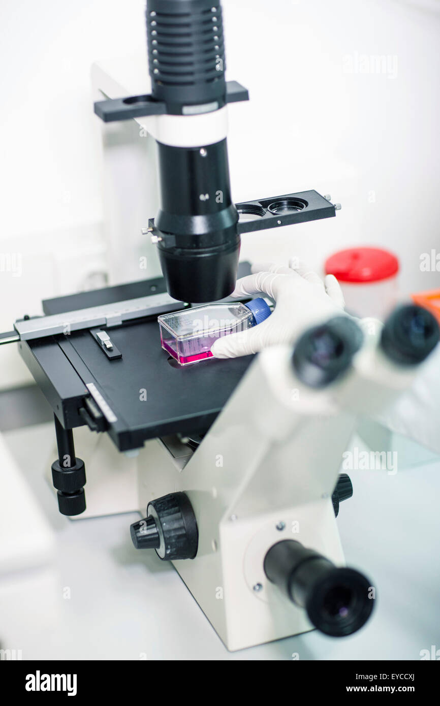 Using a modern microscope in lab Stock Photo - Alamy