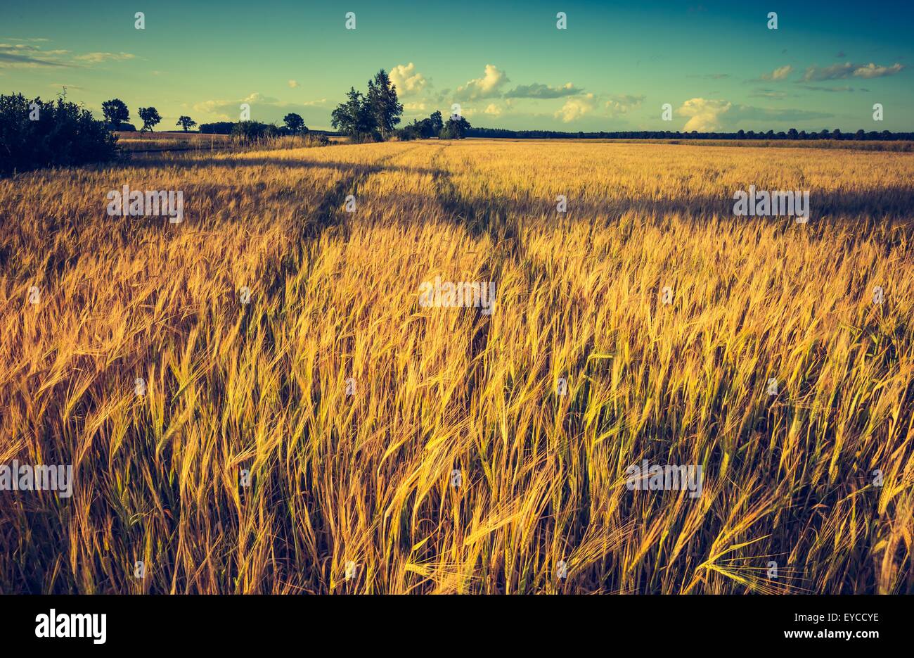 Vintage photo of sunset over corn field at summer. Beautiful grown corn ...