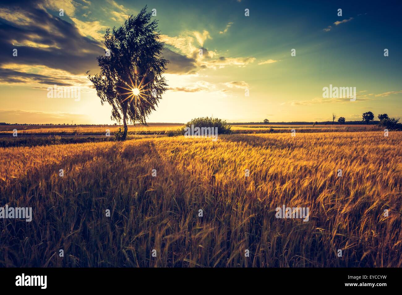 Vintage photo of sunset over corn field at summer. Beautiful grown corn ...