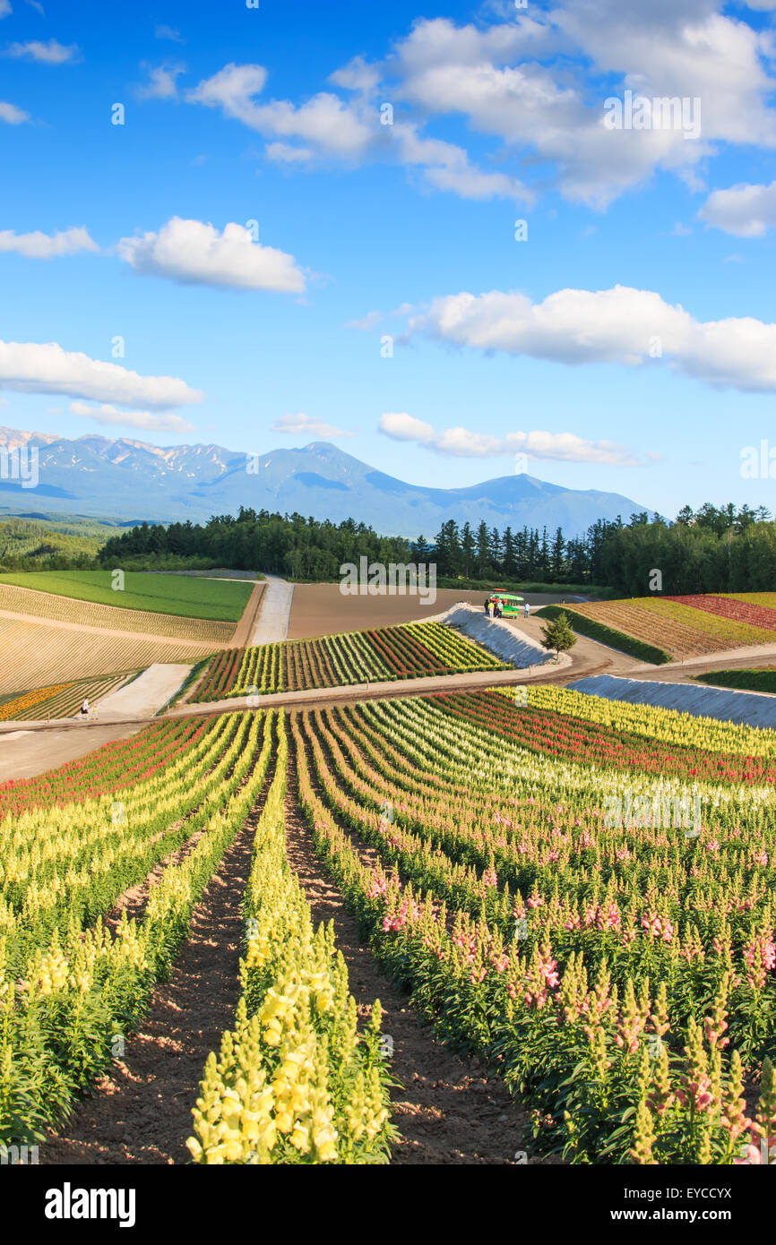 Flower garden in Kamifurano, with mountain view in Furano, Hokkaido ...