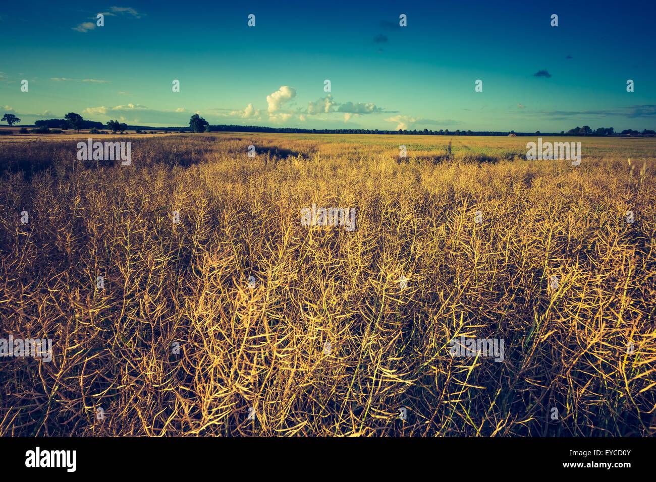 Vintage photo of sunset over corn field at summer. Beautiful grown corn ...