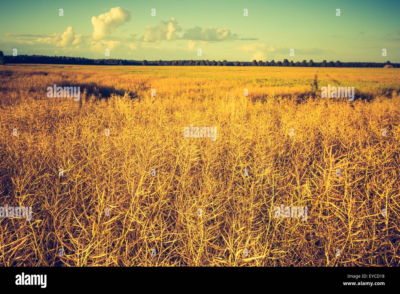 Vintage photo of sunset over corn field at summer. Beautiful grown corn ...