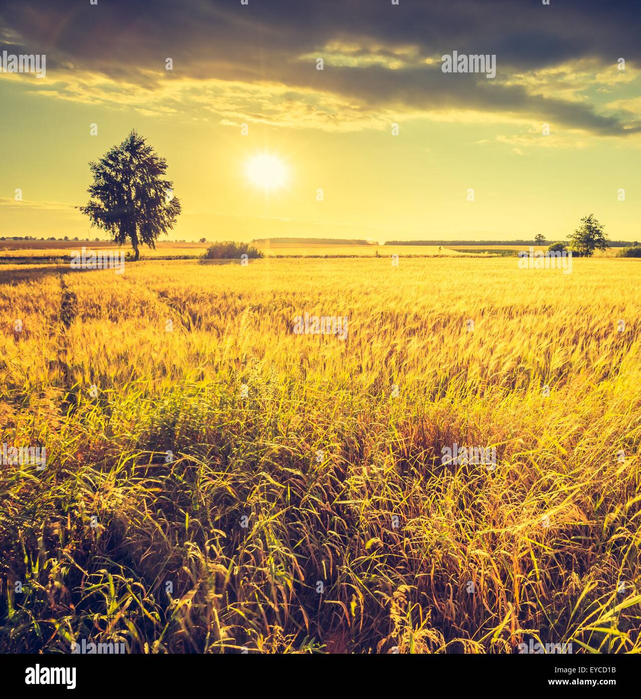 Vintage photo of sunset over corn field at summer. Beautiful grown corn ...
