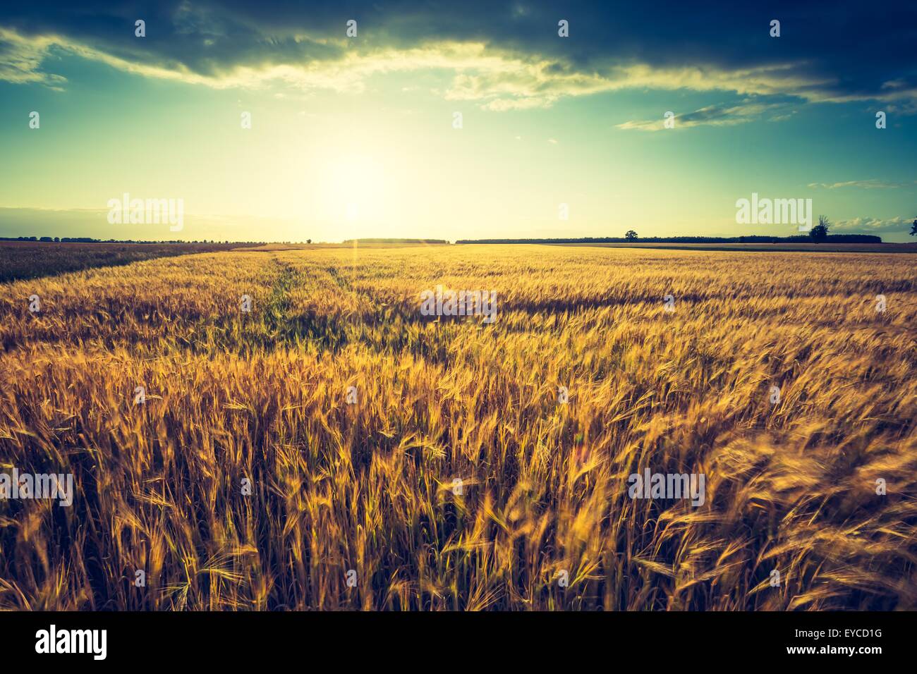 Vintage photo of sunset over corn field at summer. Beautiful grown corn ...