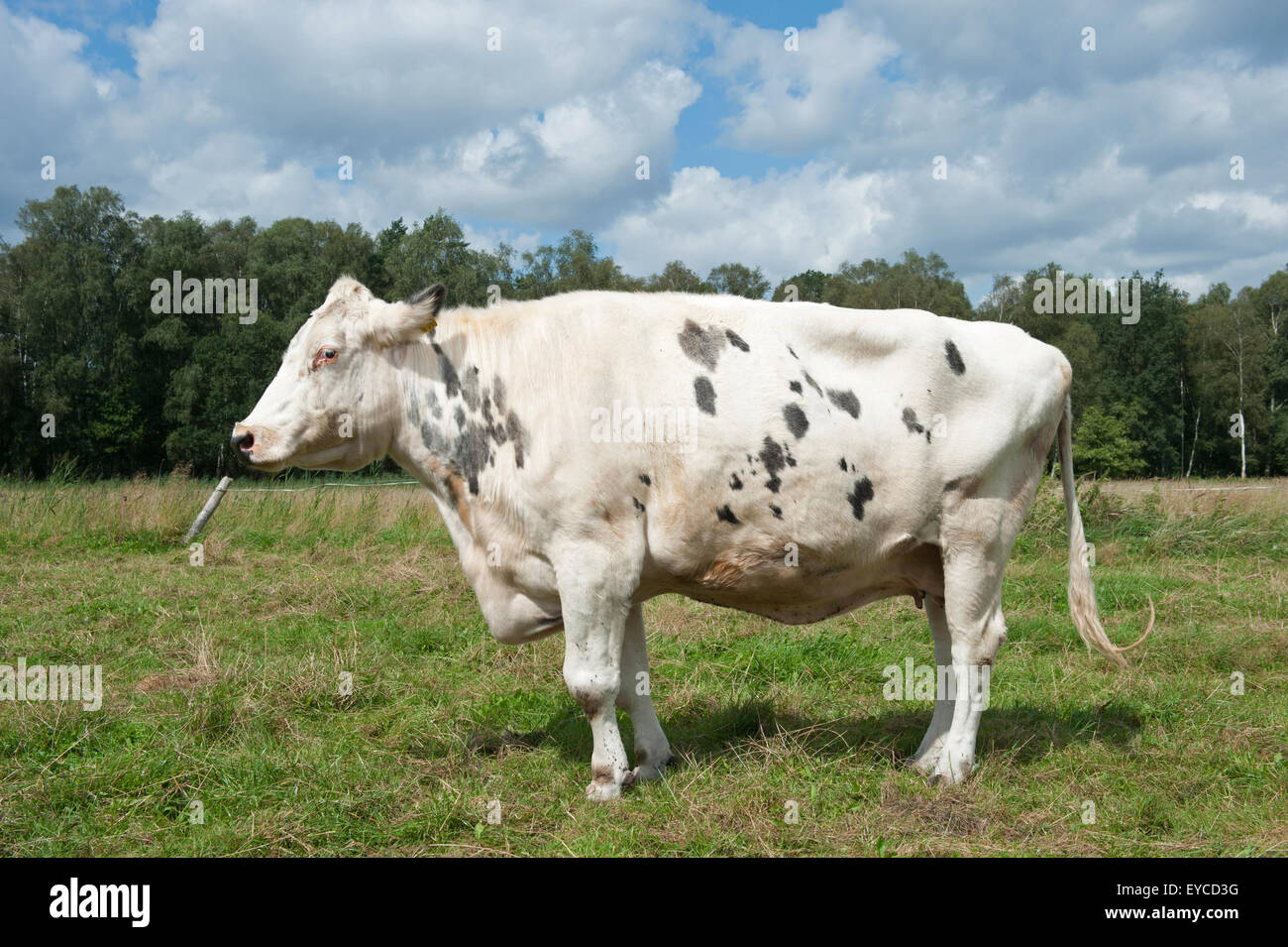 Cow germany hi-res stock photography and images - Alamy