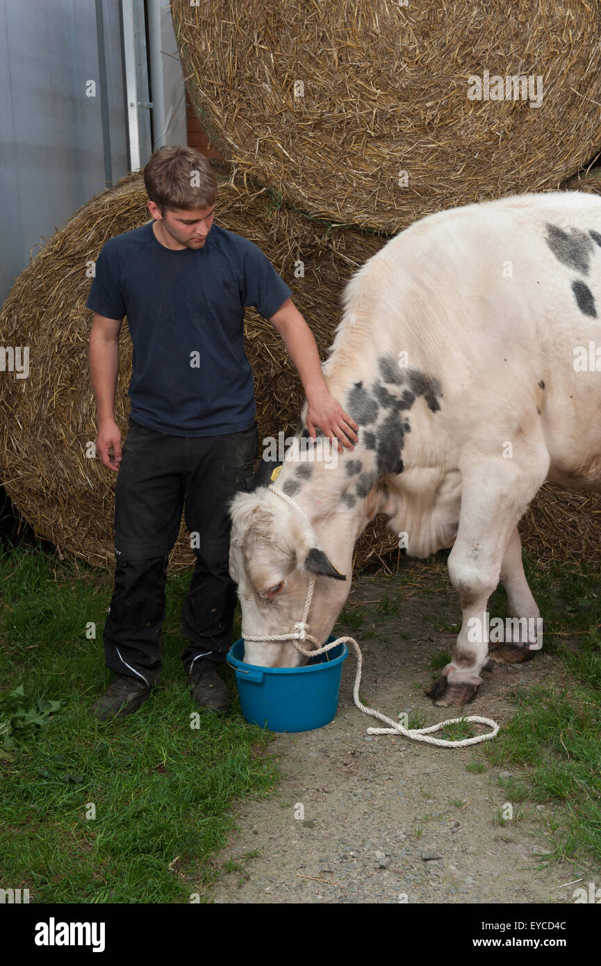 Trebel, Germany, a dairy cow in front of hay bales Stock Photo - Alamy