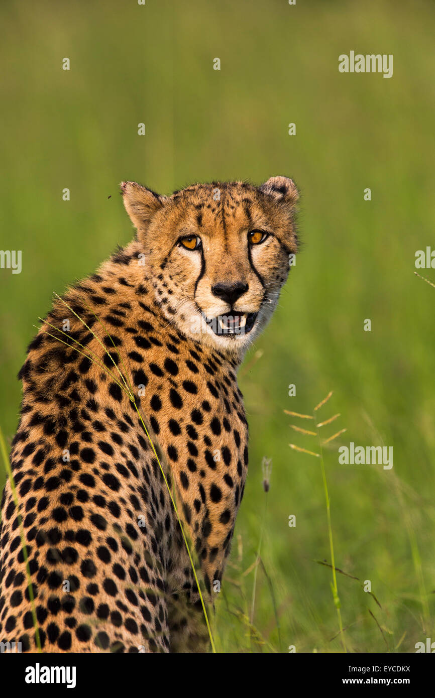 A cheetah looking back over its shoulder in warm afternoon lighting ...