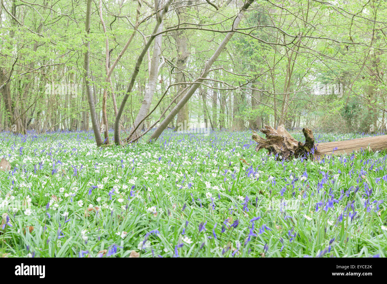 Branches of bluebells hi-res stock photography and images - Alamy