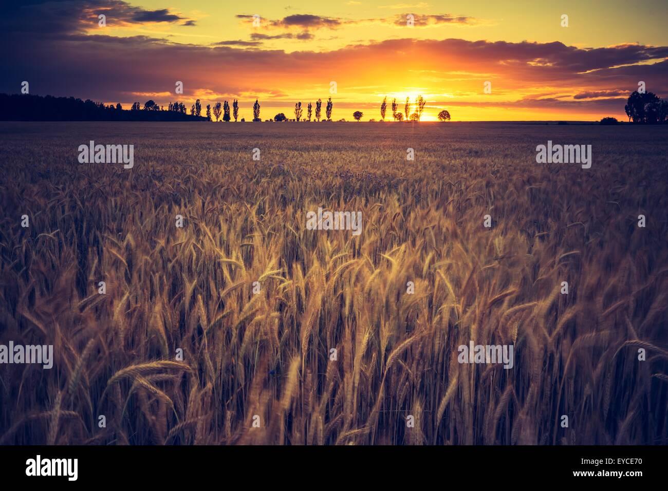 Vintage photo of sunset over corn field at summer. Beautiful grown corn ...