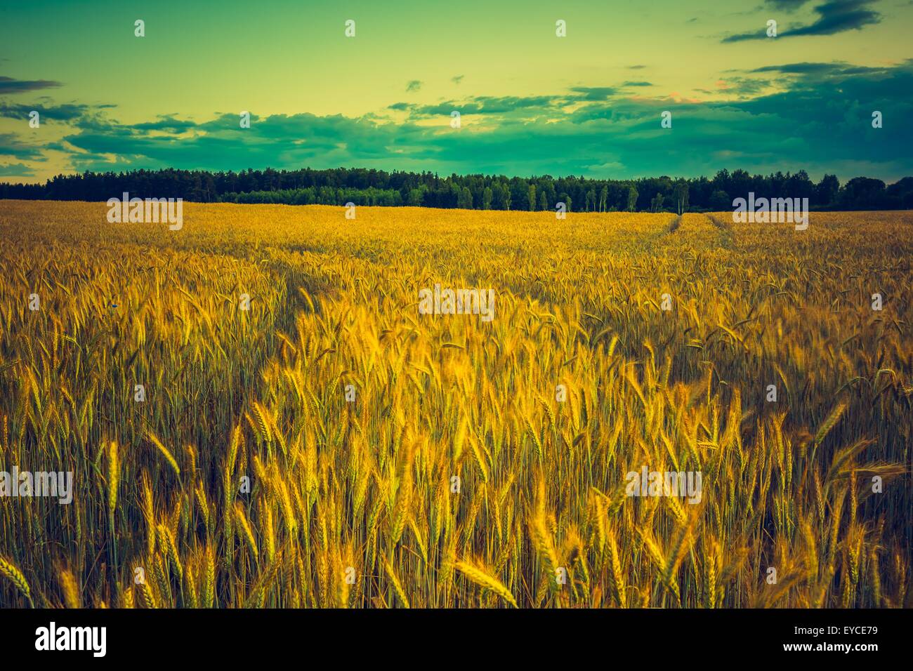 Vintage photo of sunset over corn field at summer. Beautiful grown corn ...