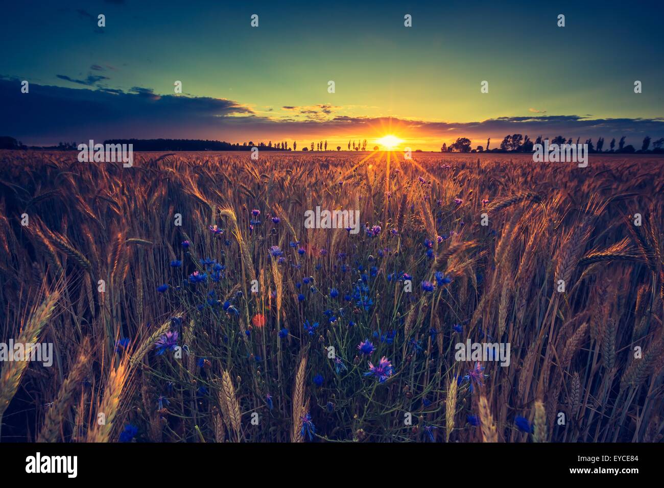 Vintage photo of sunset over corn field at summer. Beautiful grown corn ...