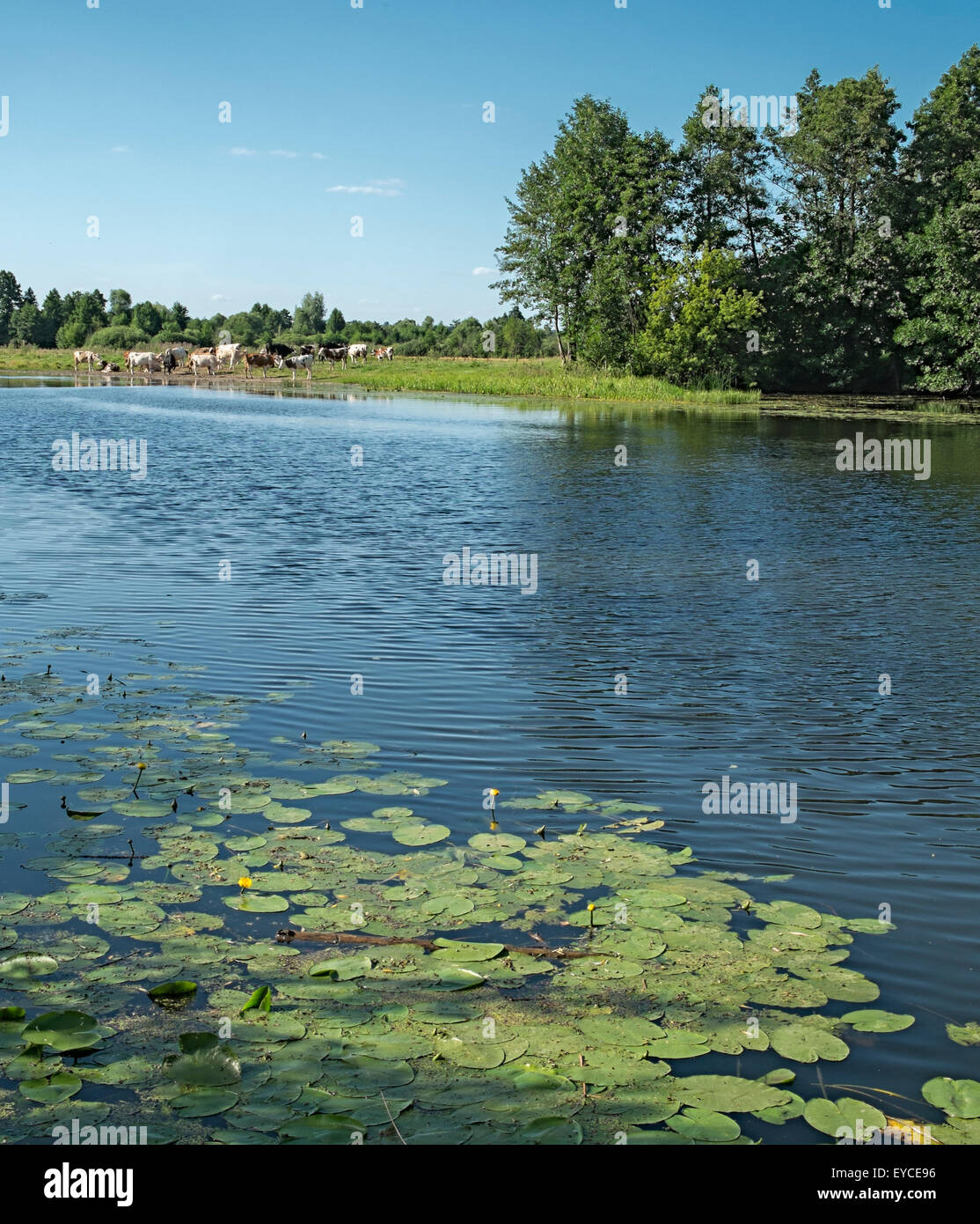Distant cows pasturing on green riverside in summer Stock Photo - Alamy
