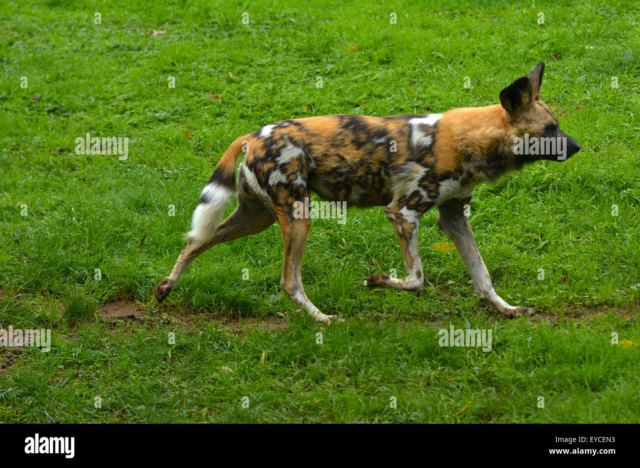 African Hunting Dog Running High Resolution Stock Photography and ...