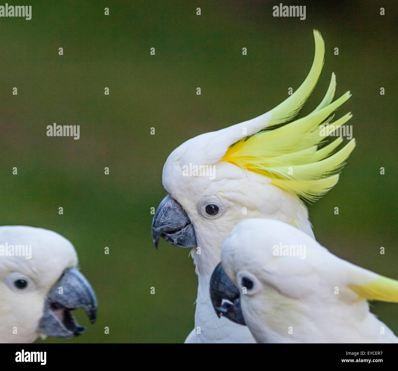 How Do Cockatoos Talk at Logan Herbert blog