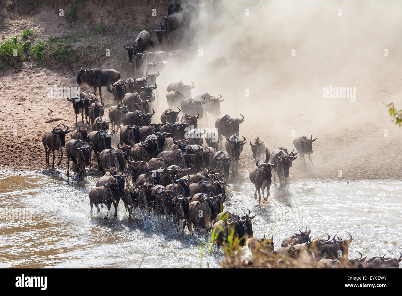 Wade across hi-res stock photography and images - Alamy