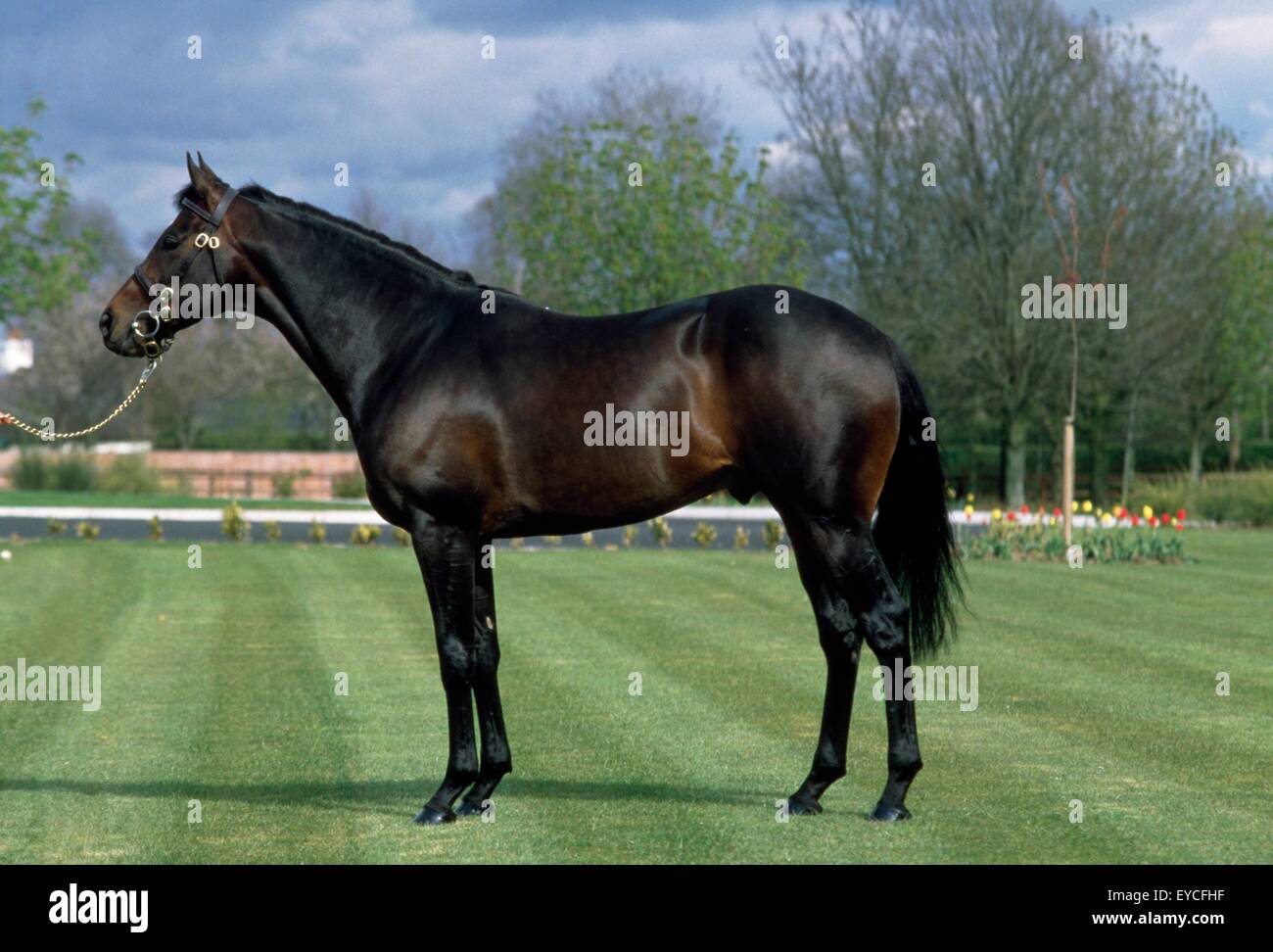 Thoroughbred Horse, Ireland Stock Photo - Alamy