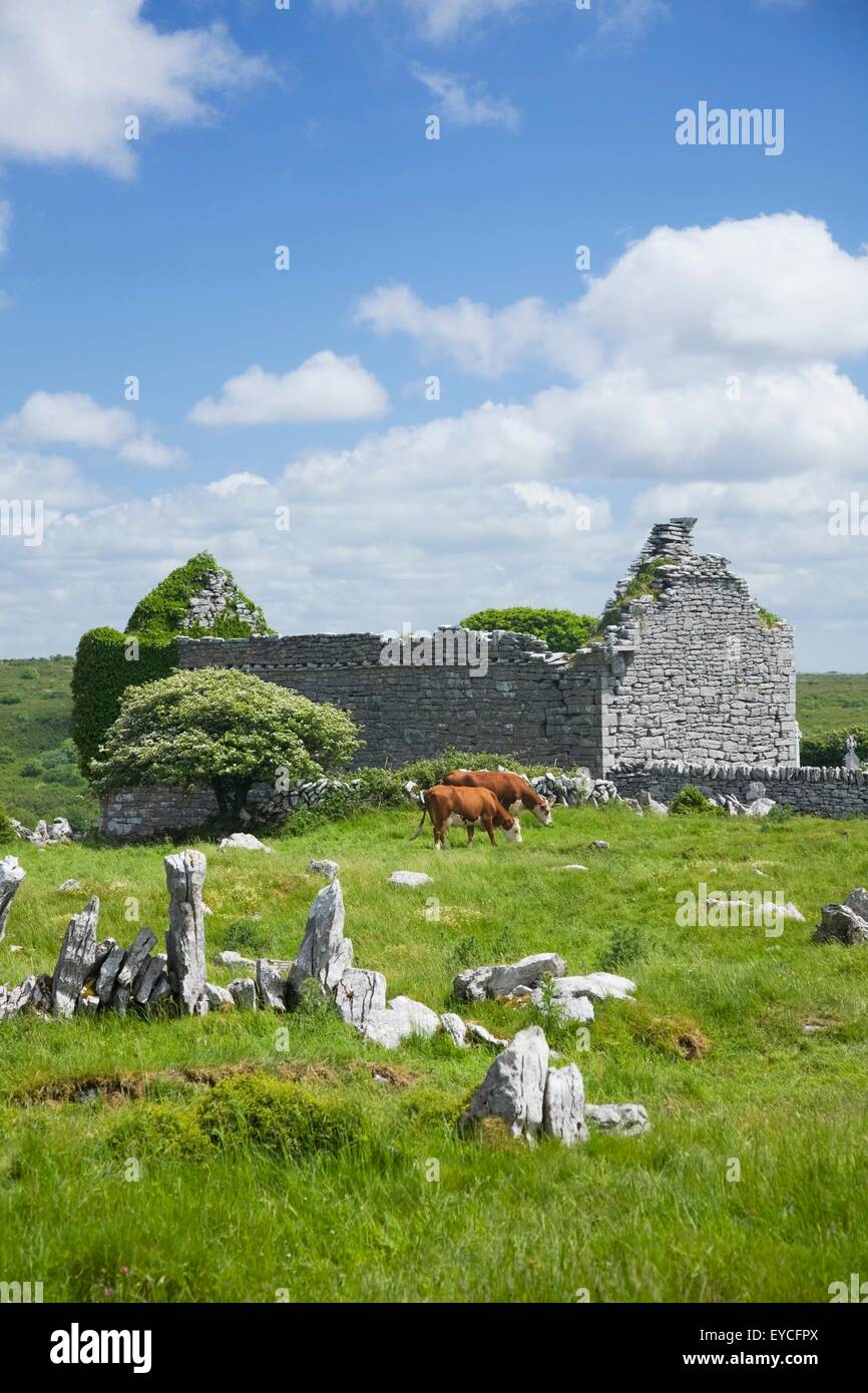 Ruins Of Carron Church, Carran, County Clare, Ireland Stock Photo - Alamy