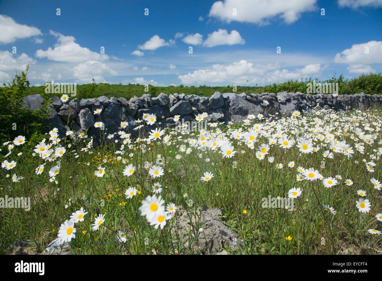 Ox eye daisies ireland hi-res stock photography and images - Alamy