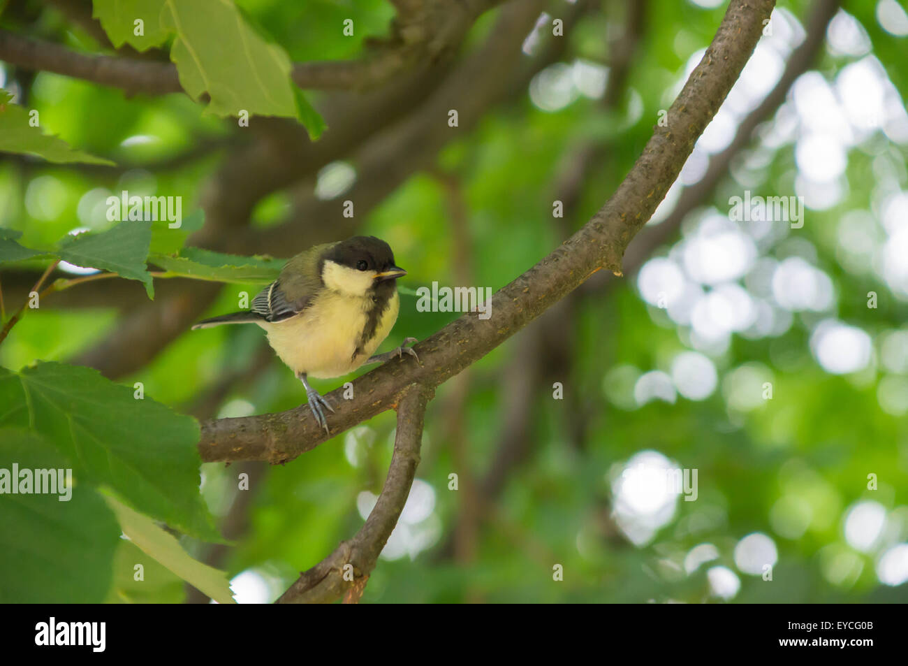 Little bird on a tree branch in summer park Stock Photo - Alamy