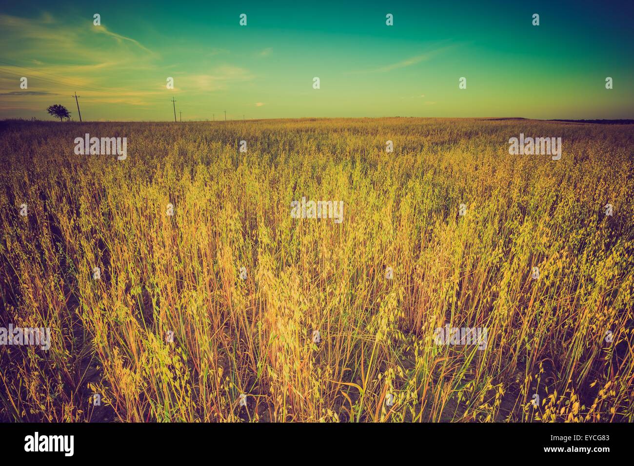 Vintage photo of sunset over corn field at summer. Beautiful grown corn ...