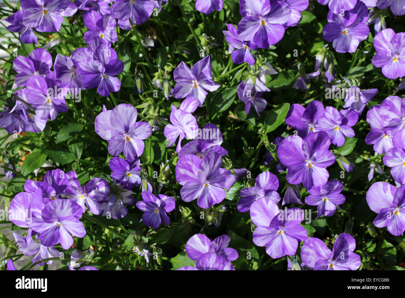 Viola plant hi-res stock photography and images - Alamy