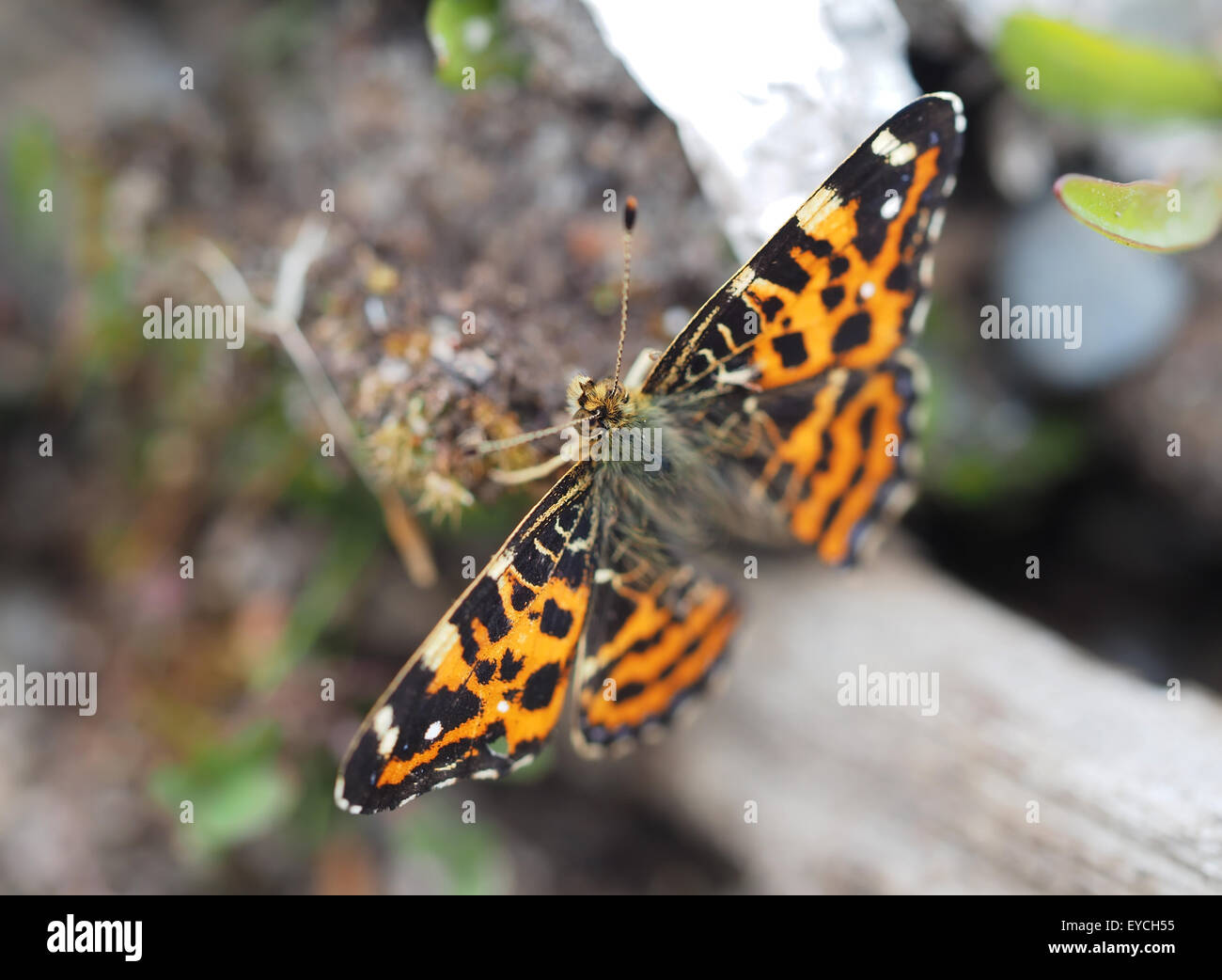 butterfly in the forest Stock Photo - Alamy