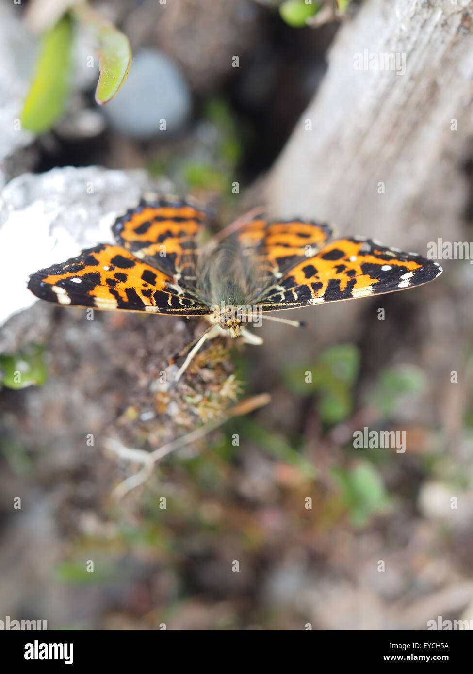 butterfly in the forest Stock Photo - Alamy