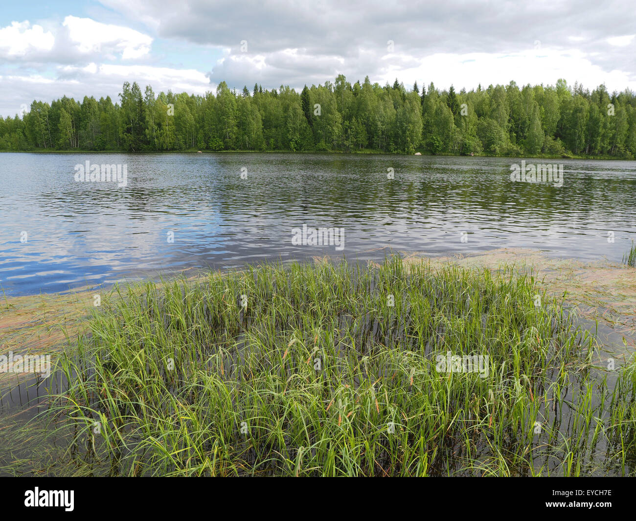 river in summer Stock Photo - Alamy