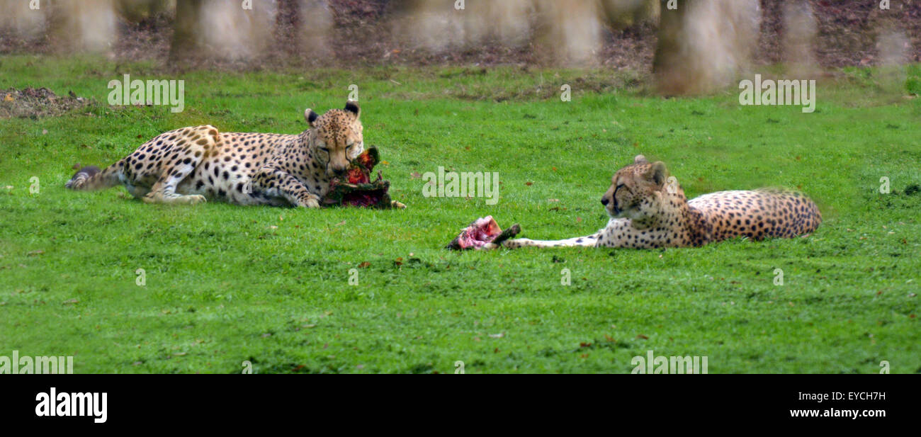 Meat Eating Animals High Resolution Stock Photography and Images - Alamy