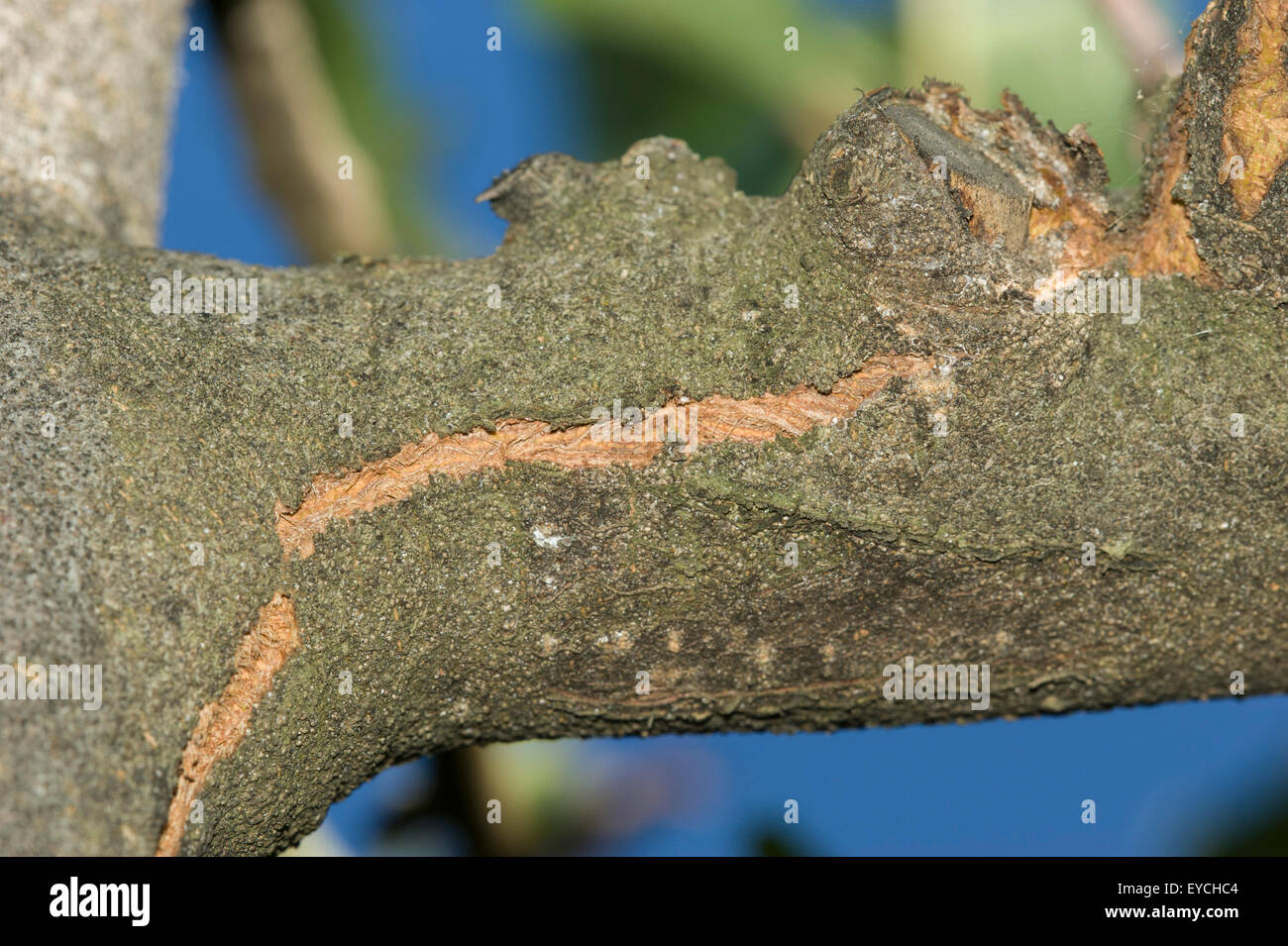 San Jose scale insect pest encrusting branch on apple tree Stock Photo ...
