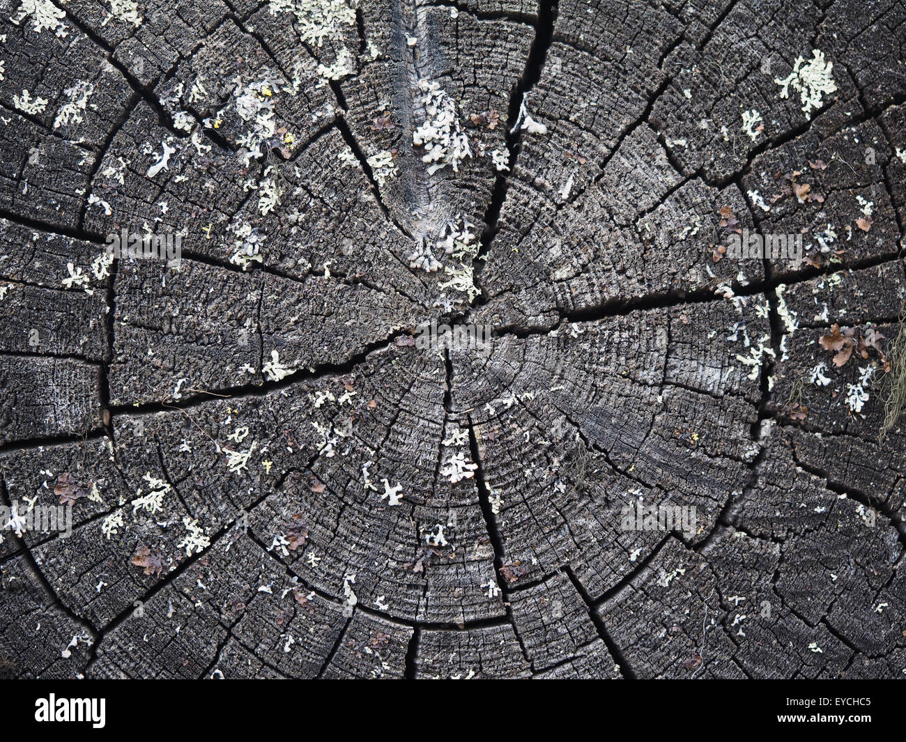 old cut down a tree Stock Photo - Alamy