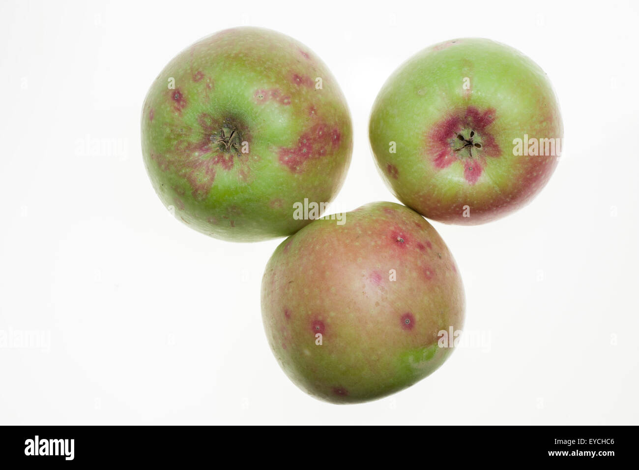 San Jose scale damage to apples Stock Photo - Alamy
