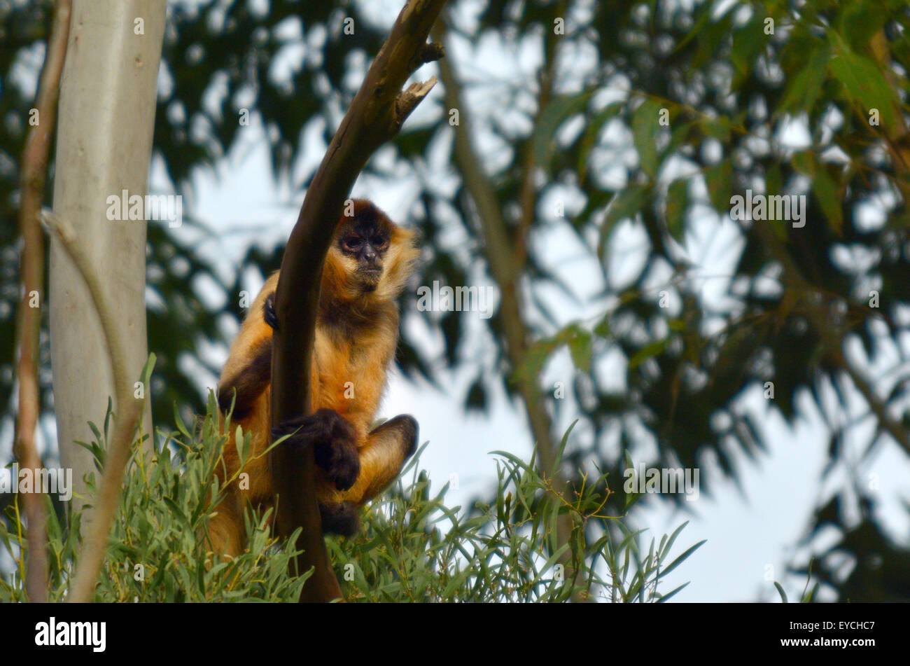 Rainforest Canopy Monkey High Resolution Stock Photography and Images ...