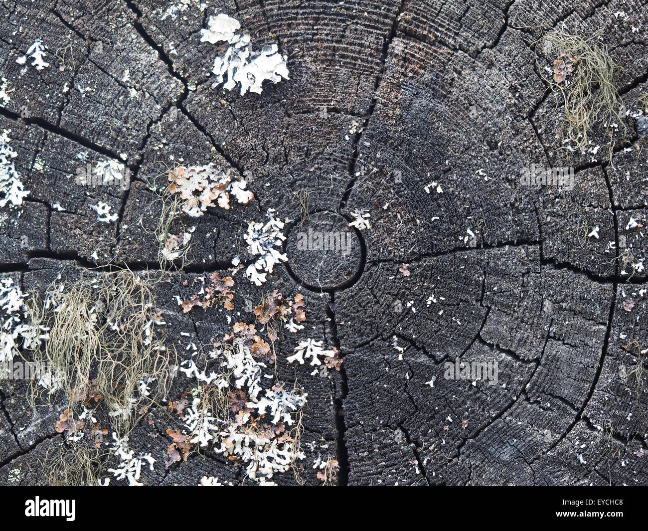 old cut down a tree Stock Photo - Alamy