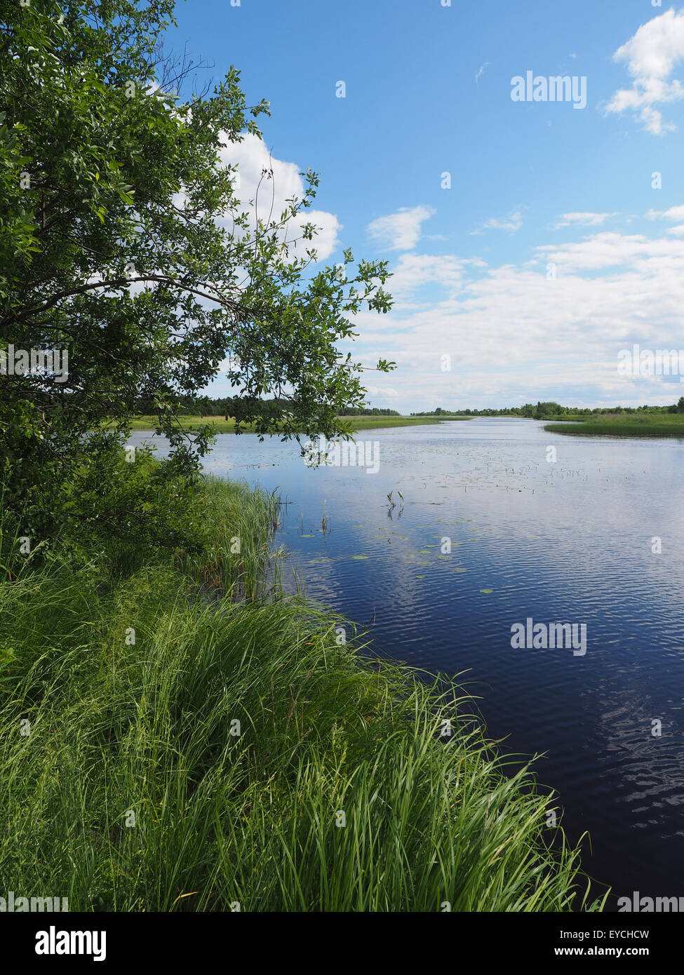 river in summer Stock Photo - Alamy