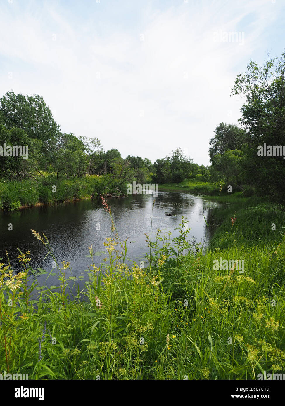 river in summer Stock Photo - Alamy