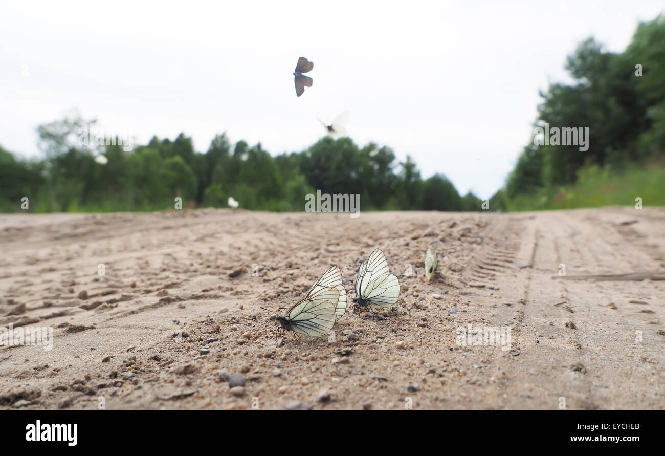 Butterfly on the road Stock Photo - Alamy